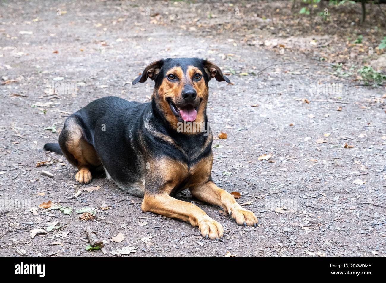 mix breed in the forest, dog lying in the forest Stock Photo - Alamy