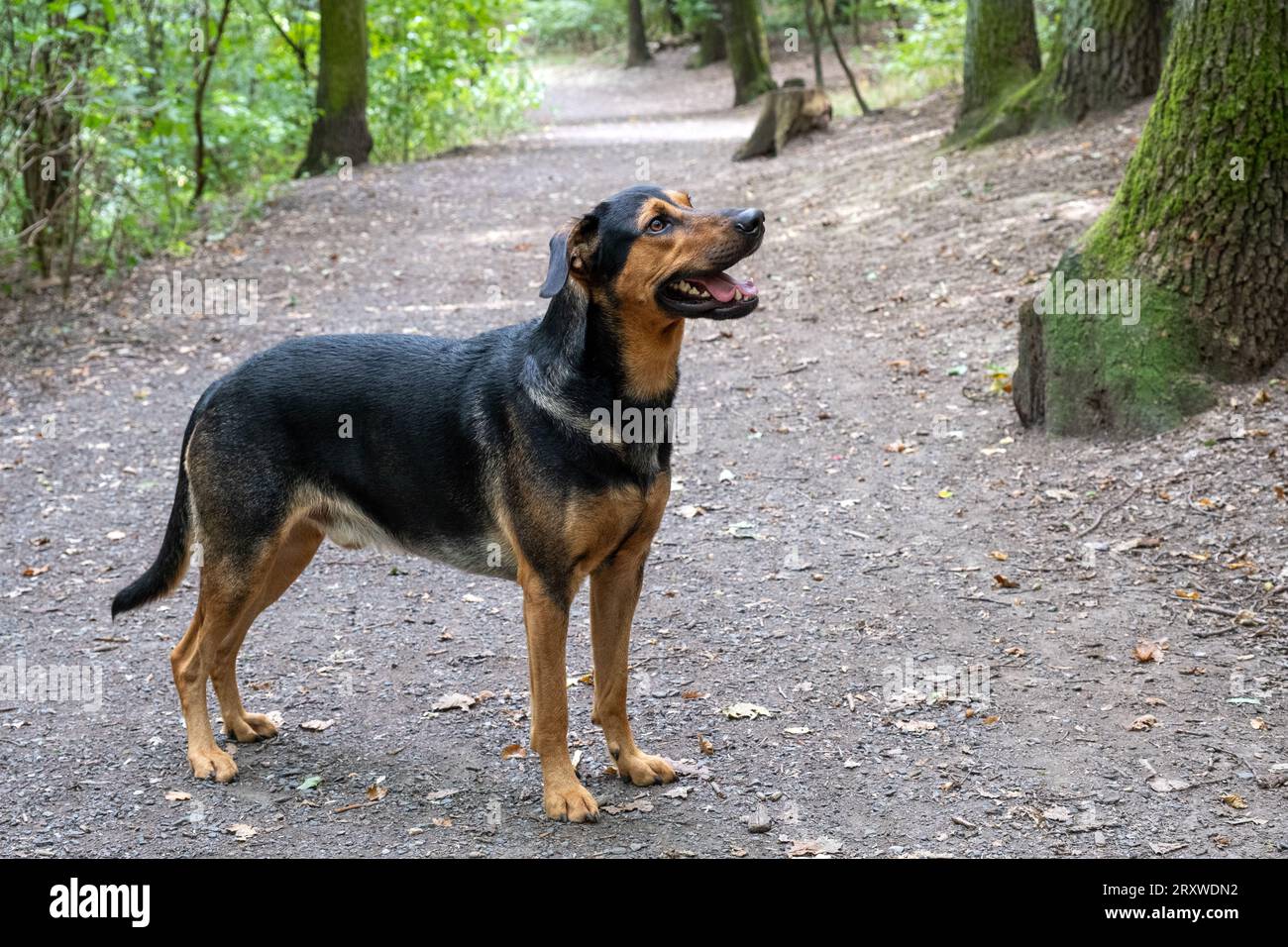 Black ang brown mixbreed hi-res stock photography and images - Alamy