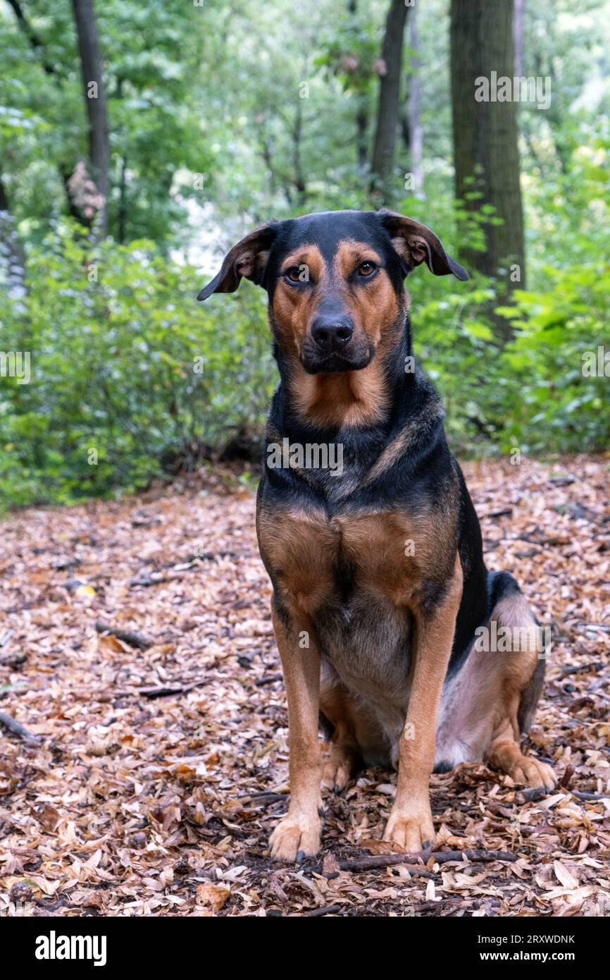 mix breed in the forest, dog is sitting in the forest Stock Photo - Alamy