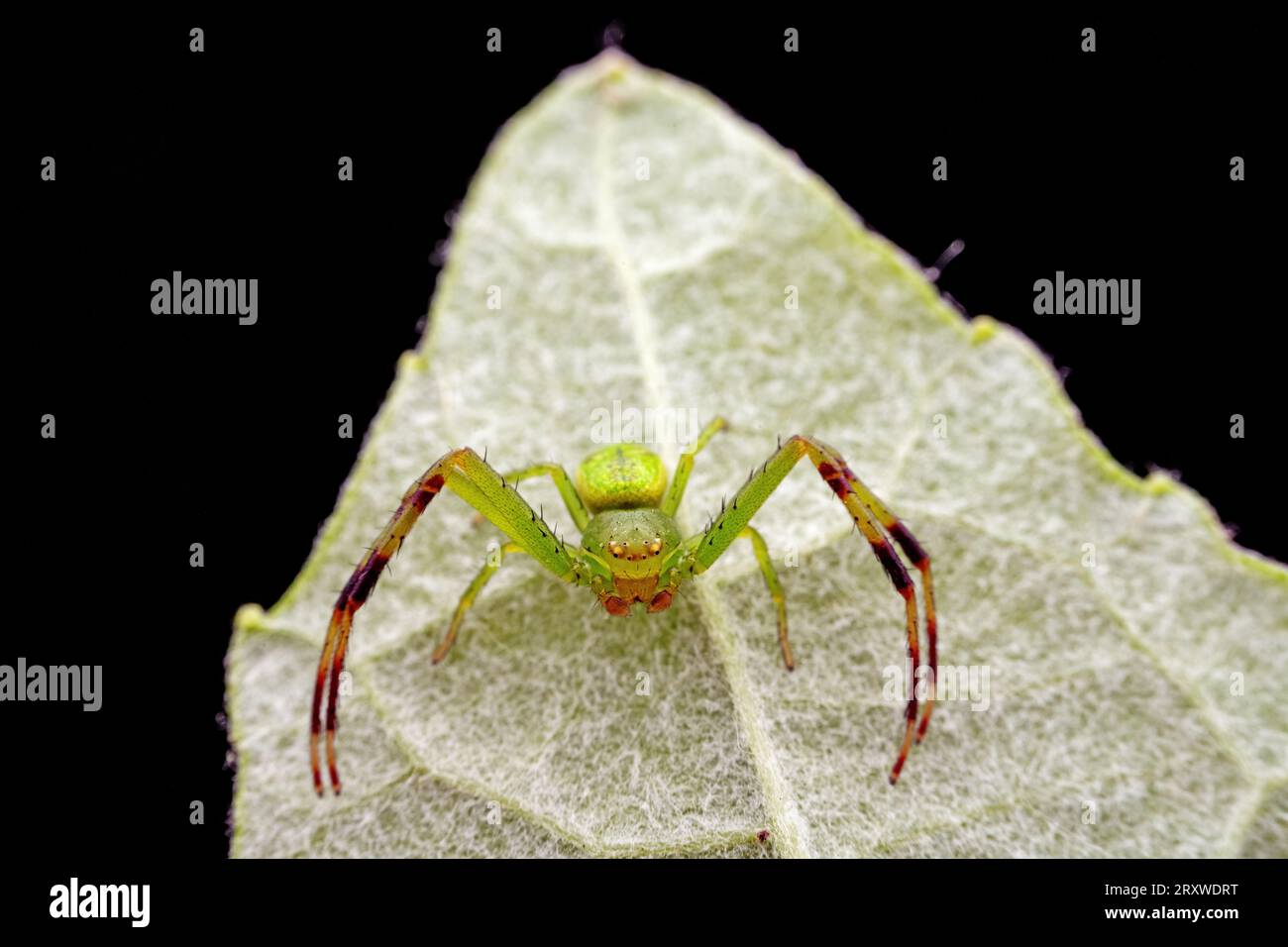 Crab spiders inhabit the leaves of wild plants and wait for prey Stock ...