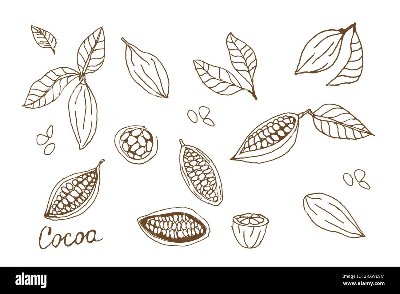 Cocoa set. Hand Drawn sketch cocoa beans. Vector Stock Vector Image ...