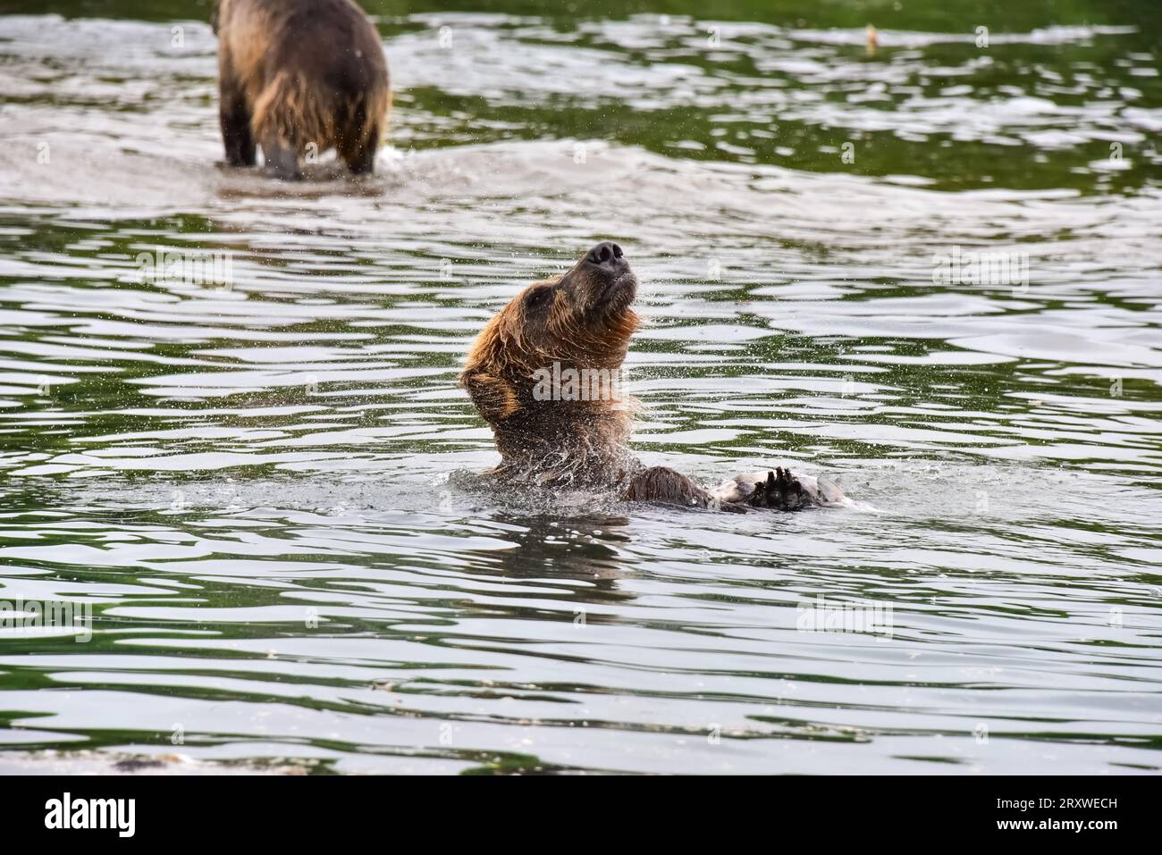 a grizzly bear chillin' in Kurile Lake, Kamatchka, Russia Stock Photo ...