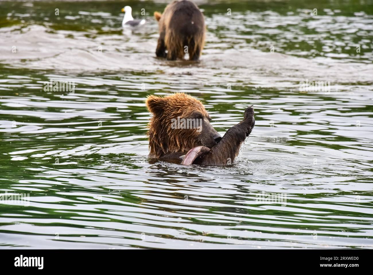 Grizzly bear feasting on Salmon in Kurile Lake, Kamchatka, Russia Stock ...