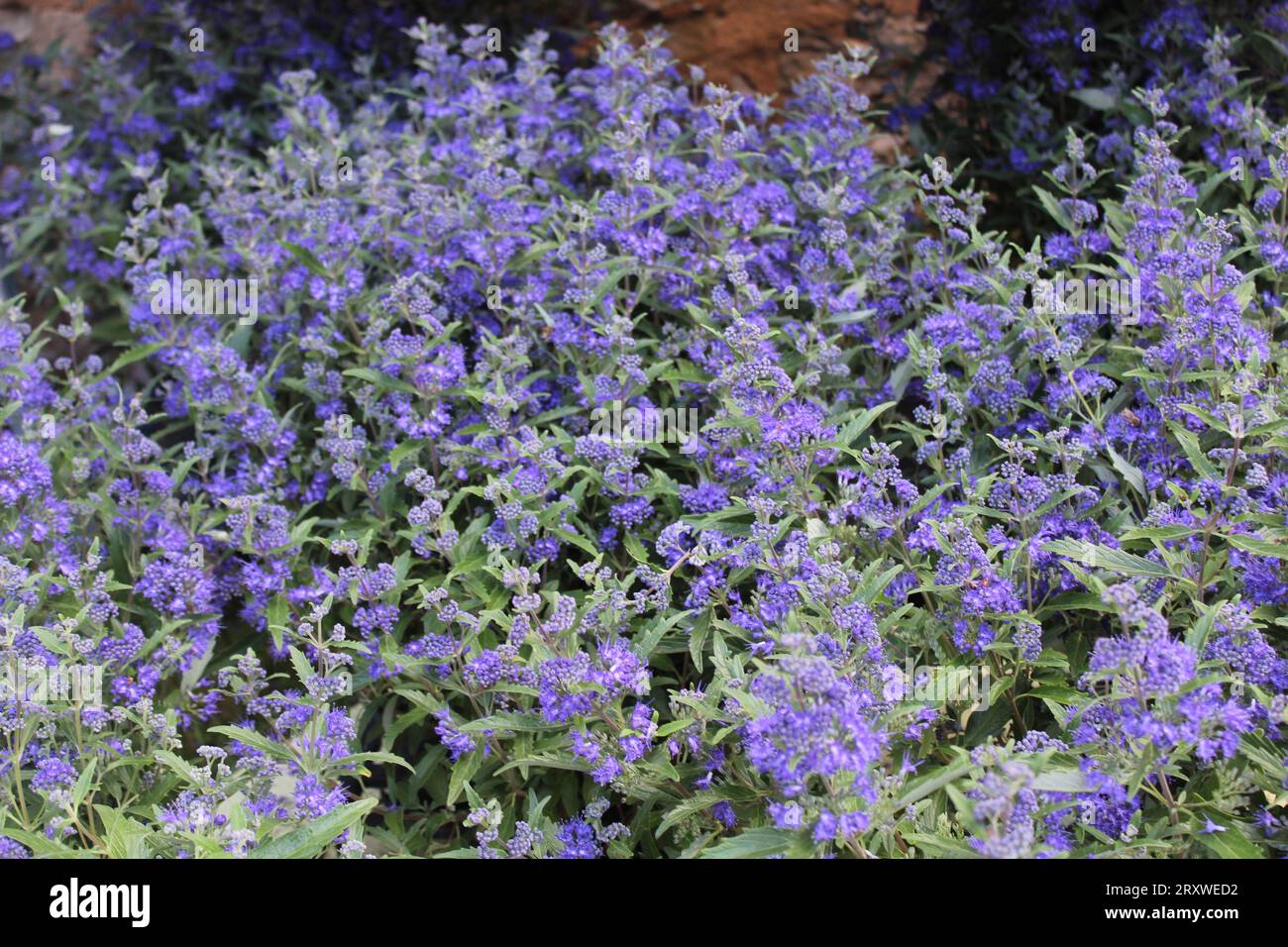 Bluebeard plant hi-res stock photography and images - Alamy