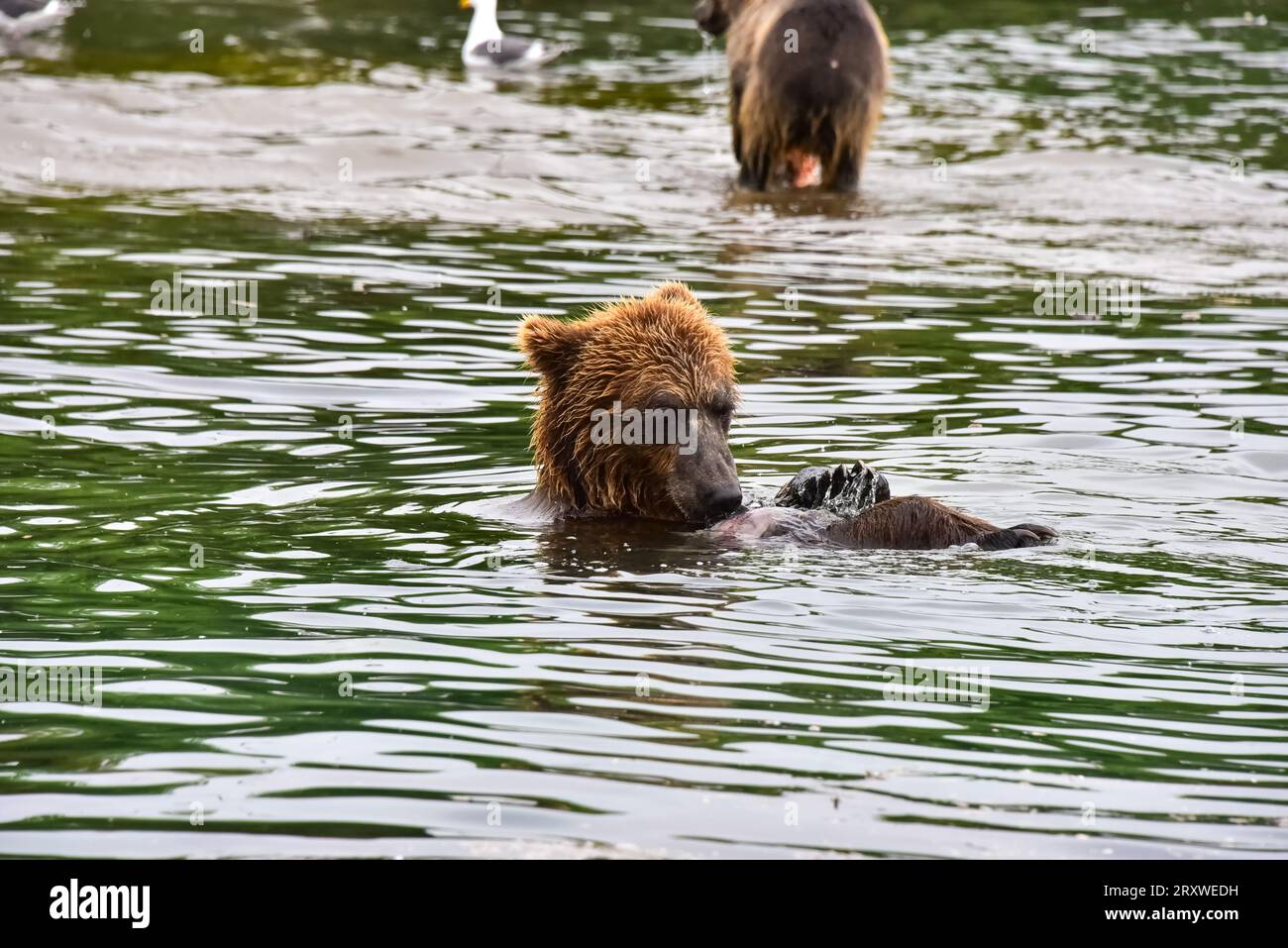 Grizzly bear feasting on Salmon in Kurile Lake, Kamchatka, Russia Stock ...
