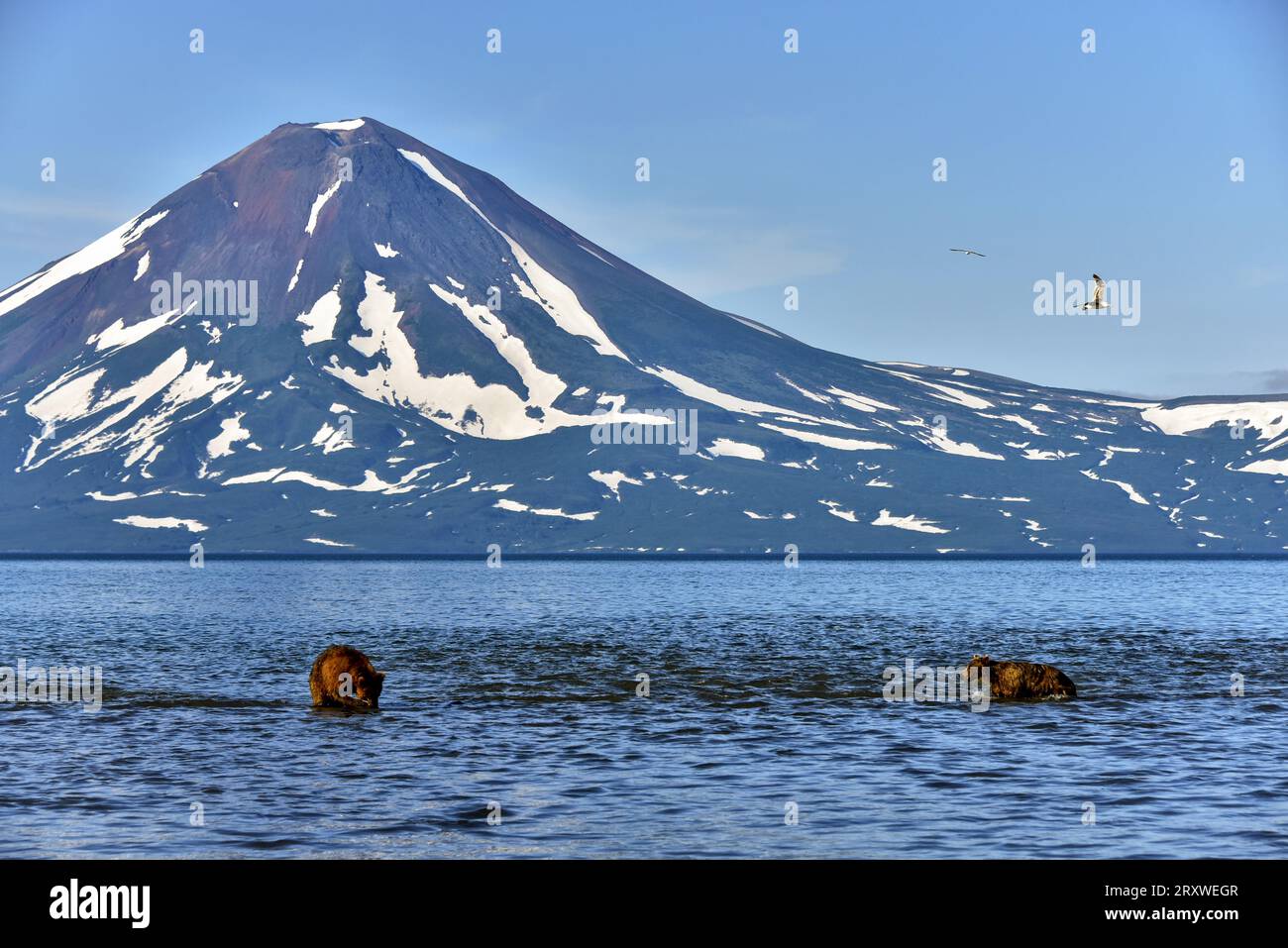 Grizzly bears chillin' in Kurile Lake admist a volcano, Kamchatka ...