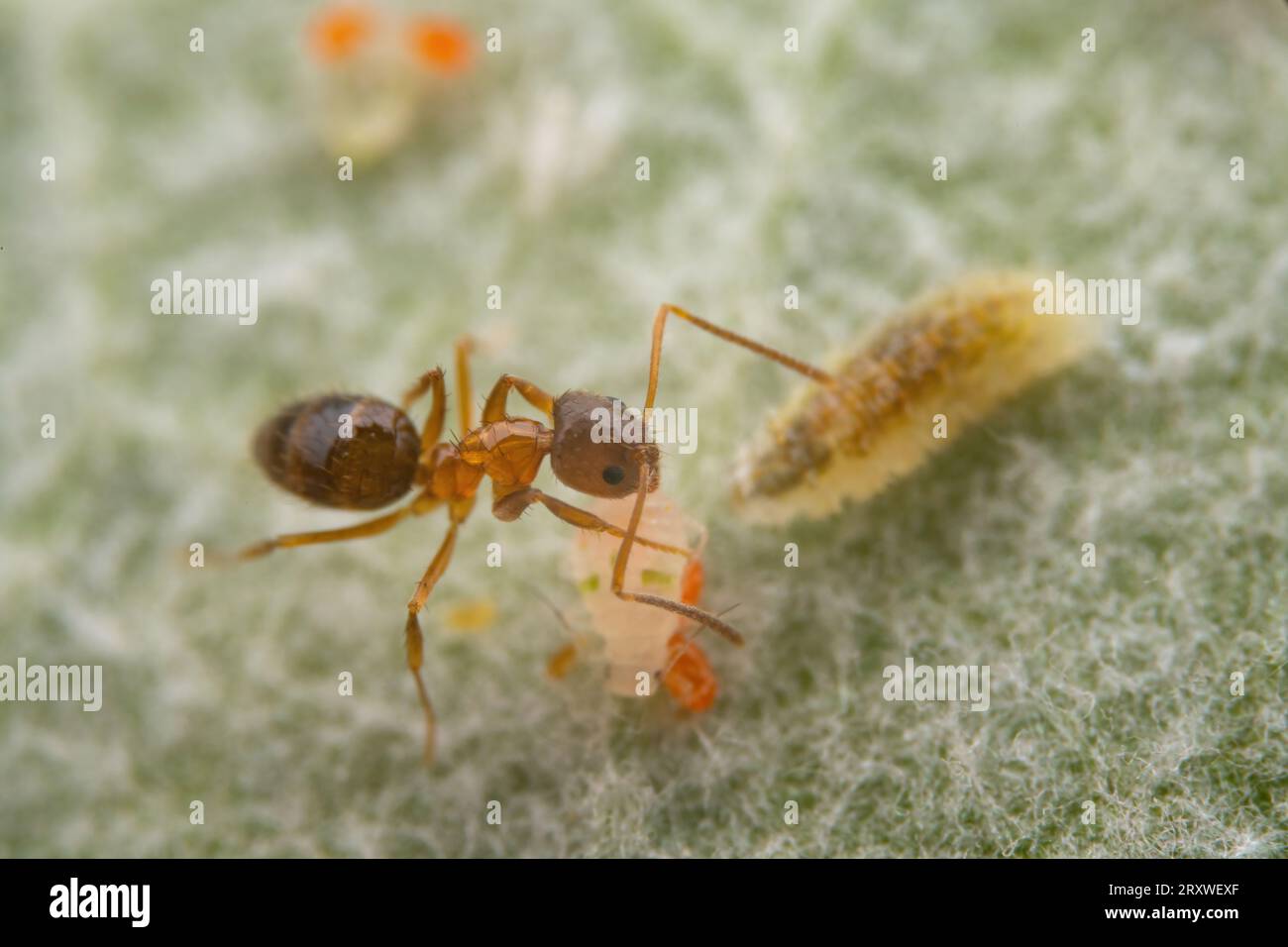 Ants, aphids, and fly larvae on wild plant leaves Stock Photo - Alamy