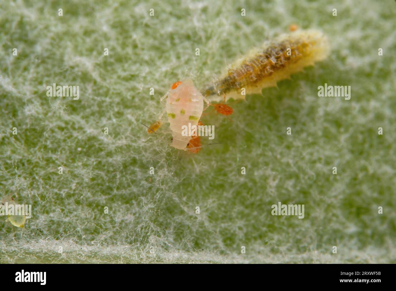 syrphid larvae and aphid inhabiting on the leaves of wild plants Stock ...