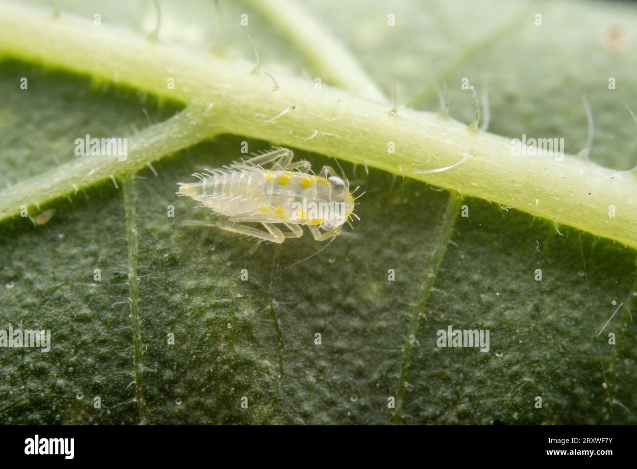 leafhopper nymph inhabiting on the leaves of wild plants Stock Photo ...