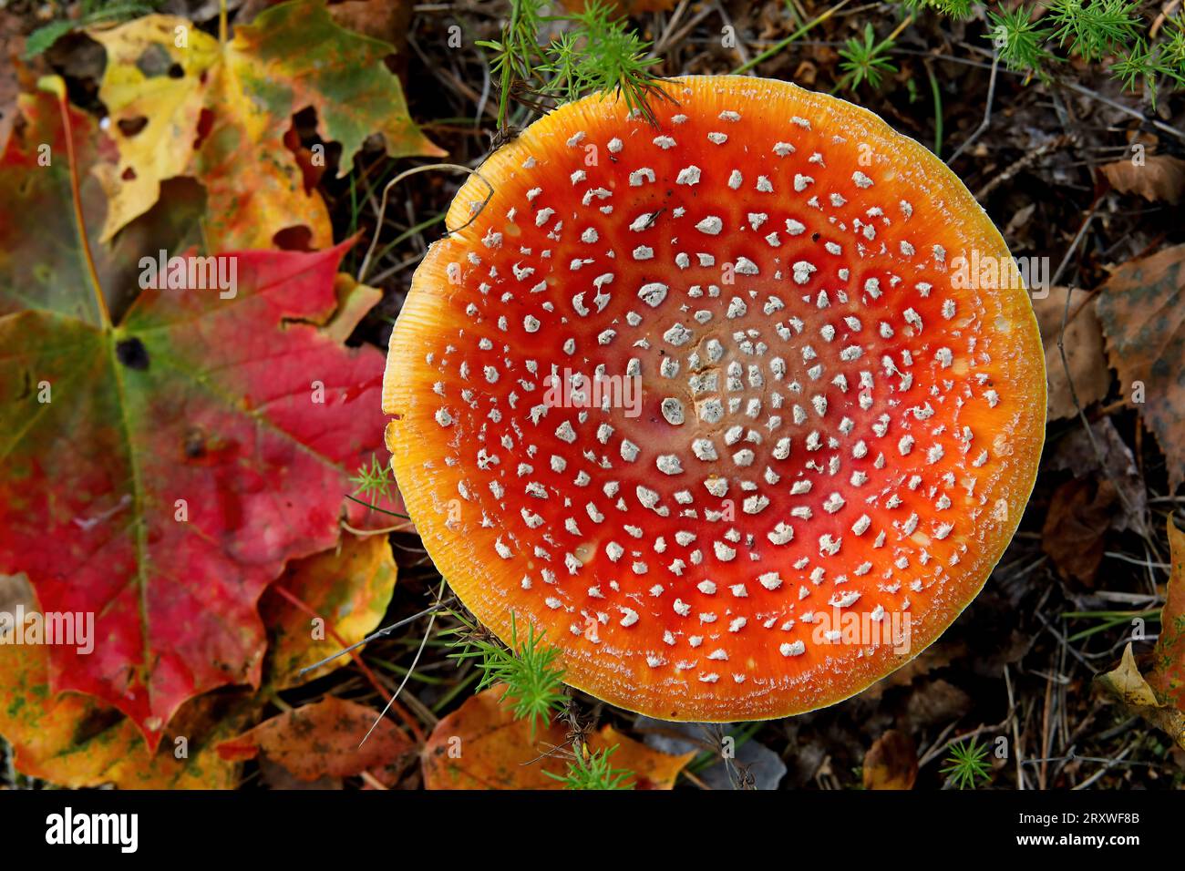 Round fungi hi-res stock photography and images - Alamy