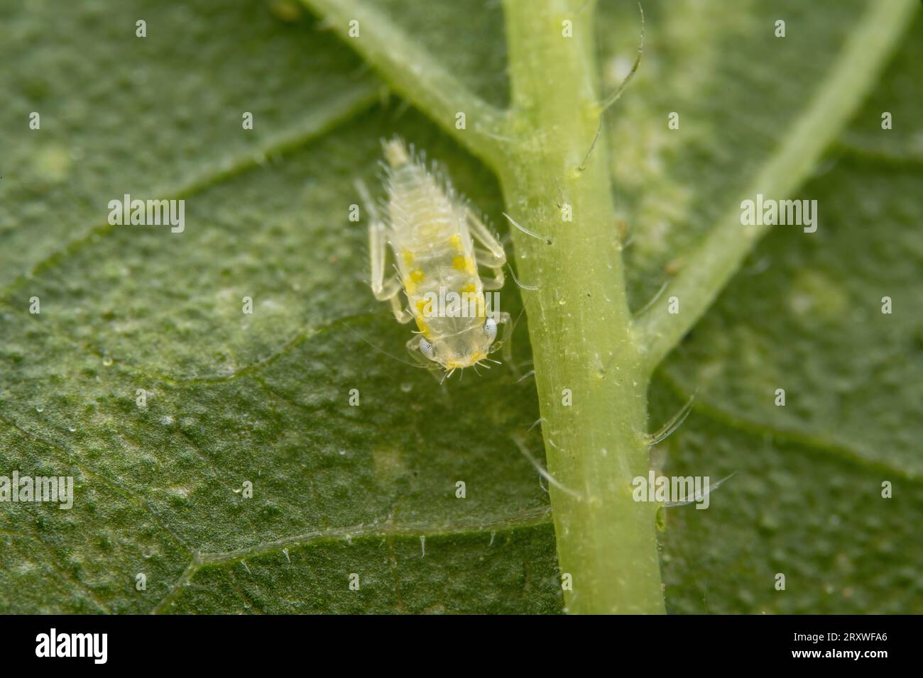 leafhopper nymph inhabiting on the leaves of wild plants Stock Photo ...