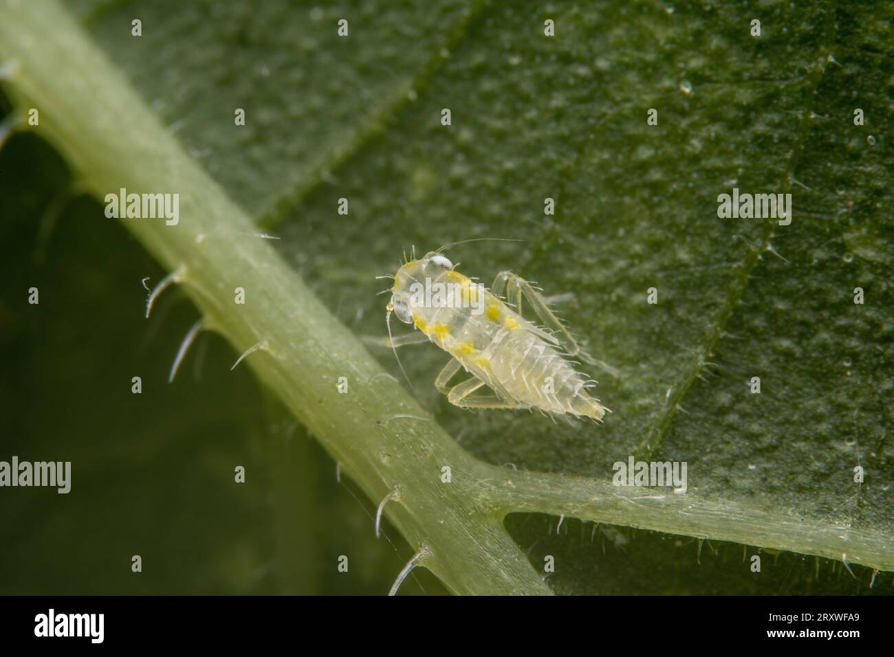 leafhopper nymph inhabiting on the leaves of wild plants Stock Photo ...