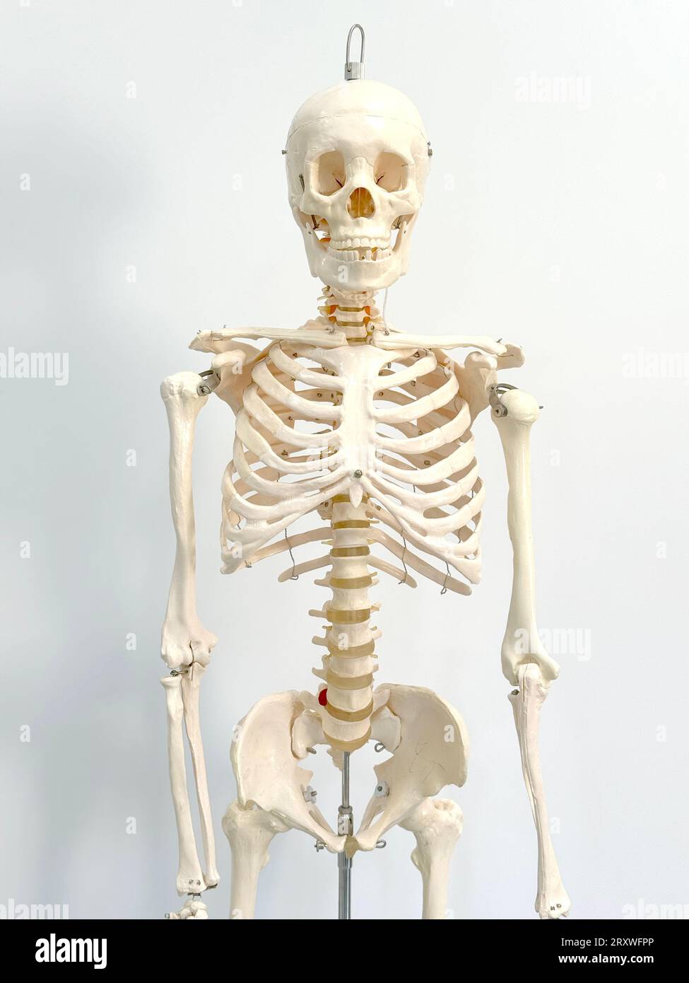 An artificial human skeleton in a laboratory classroom isolated on a ...