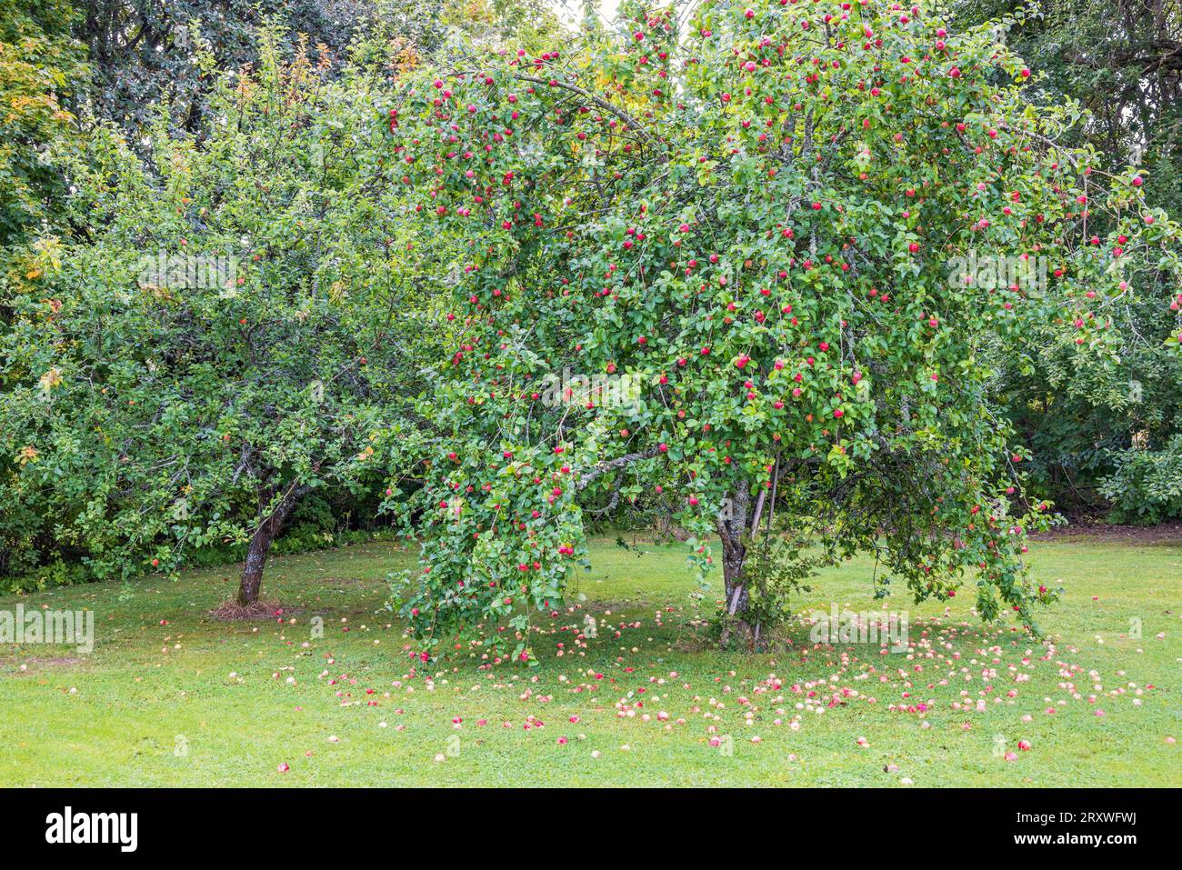 Apple tree growing in a lawn hi-res stock photography and images - Alamy