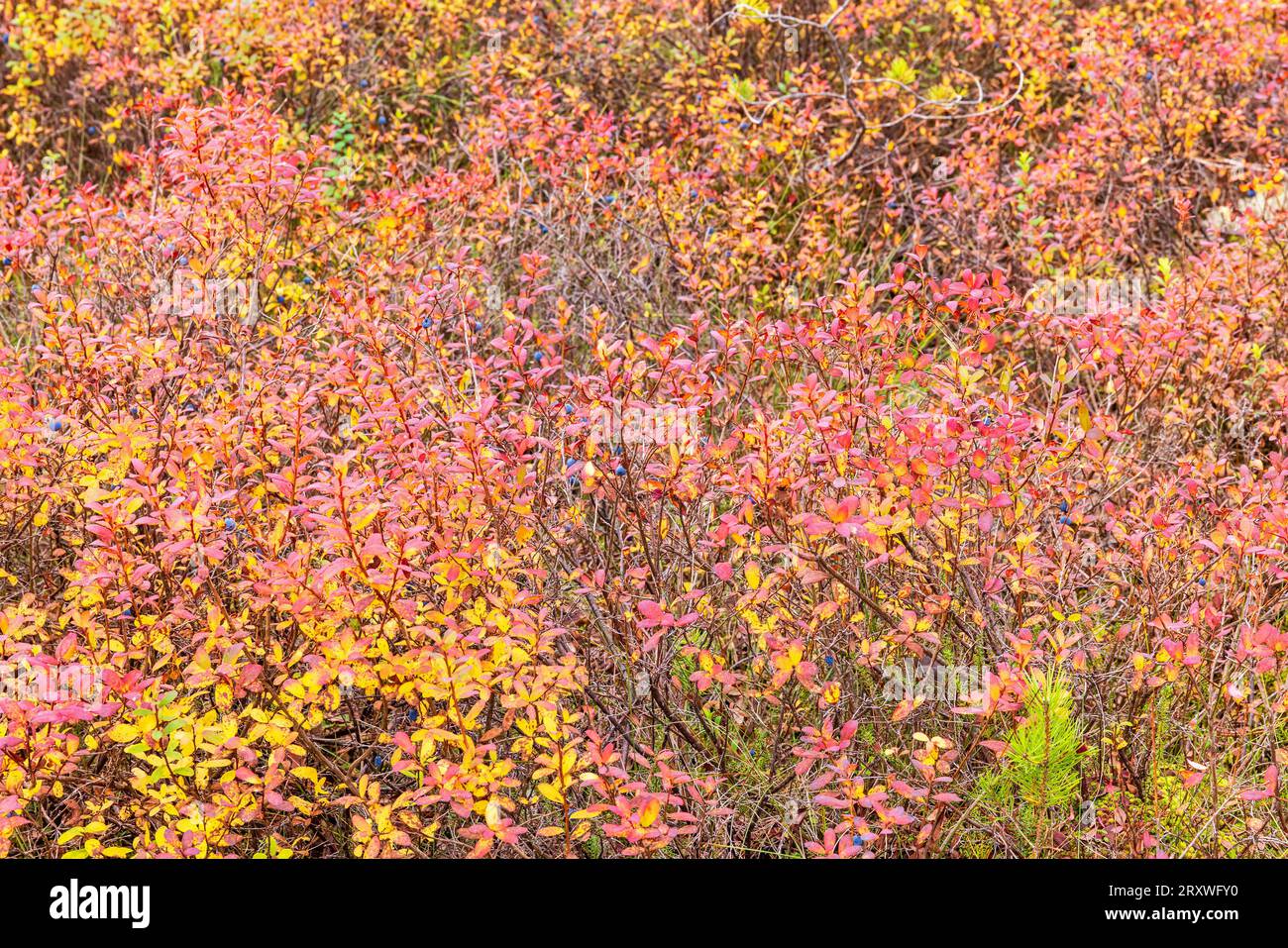Blueberry shrub with autumn color Stock Photo - Alamy