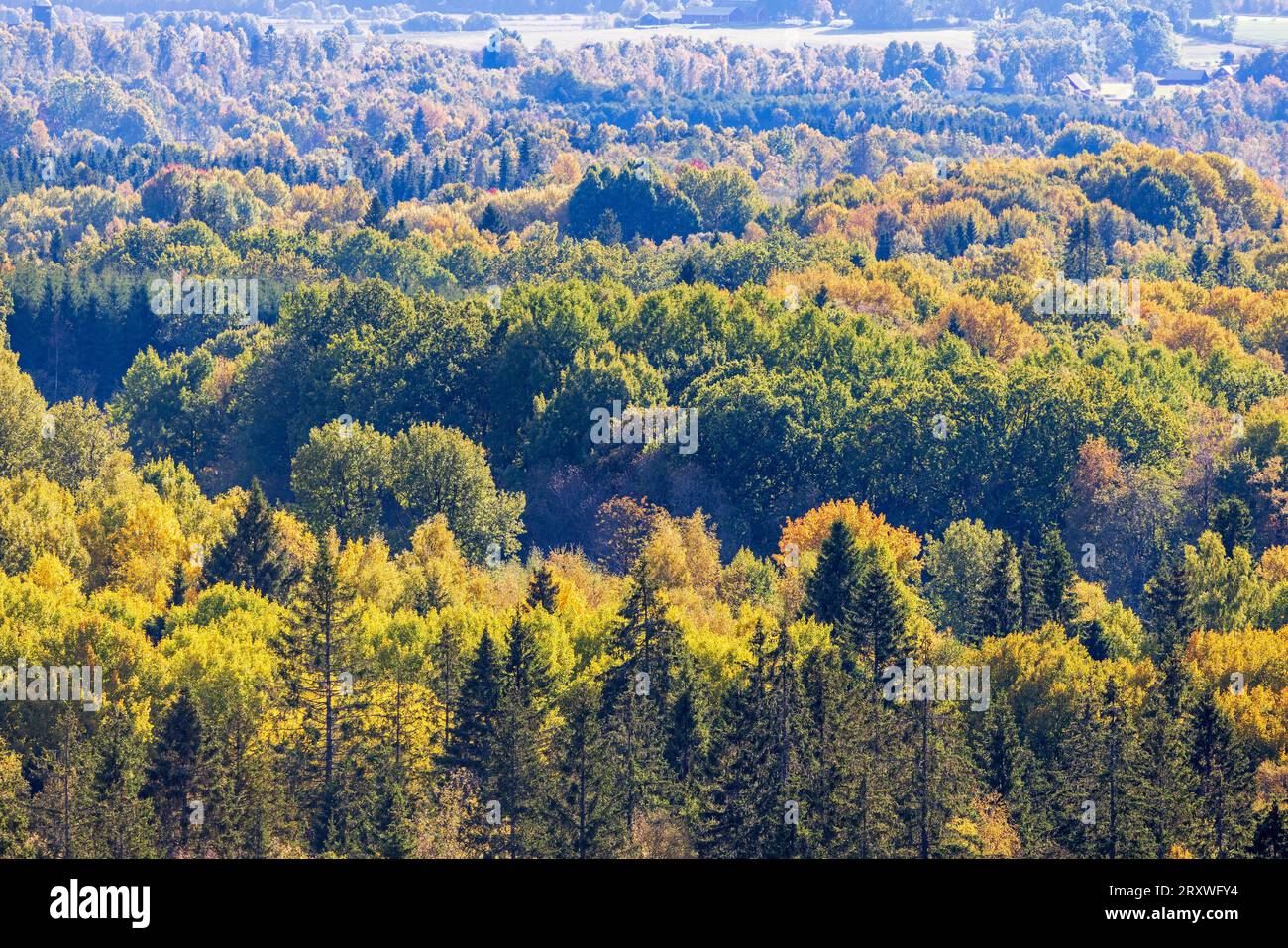 Aerial view at a forest landscape in autumn colors Stock Photo - Alamy