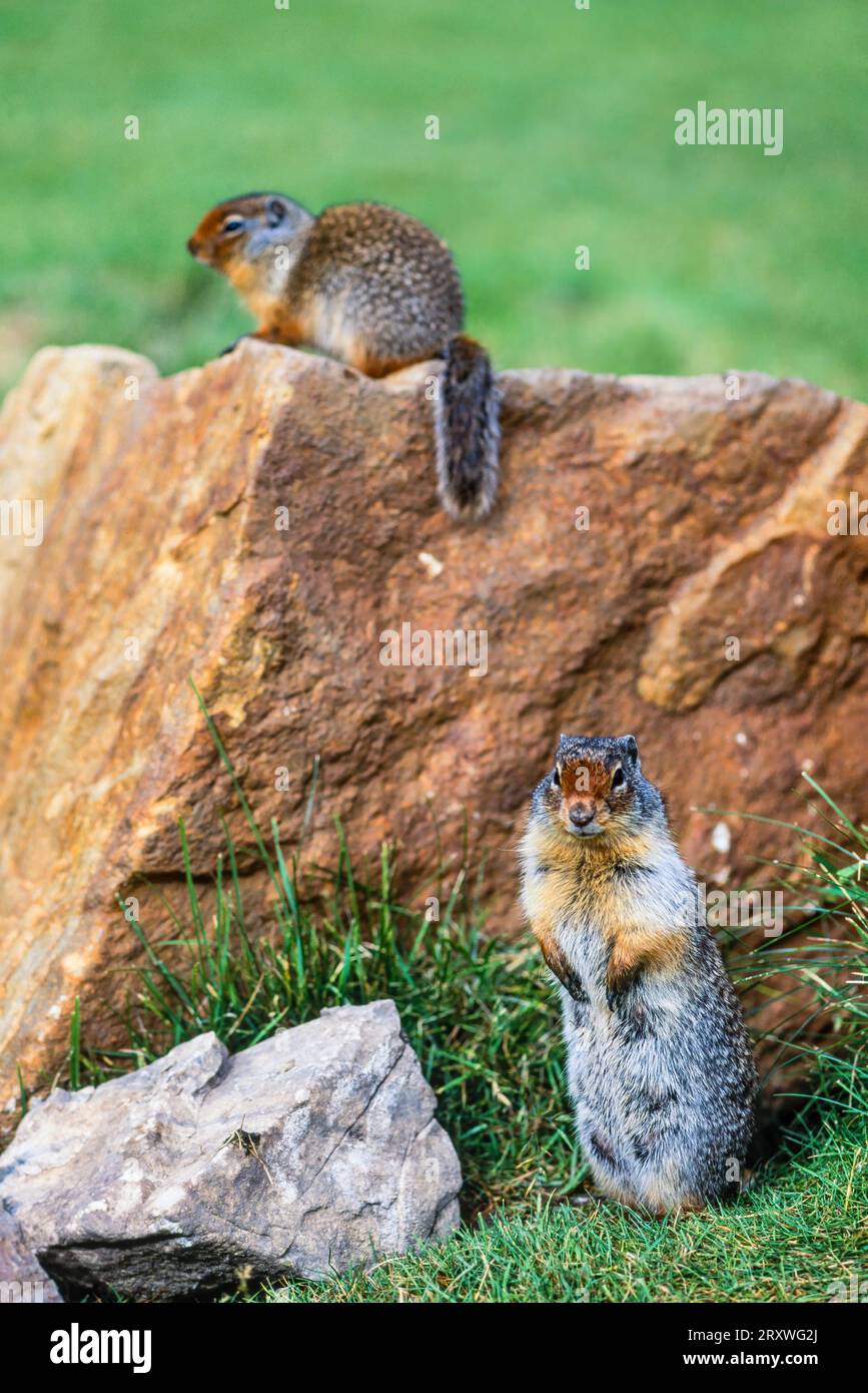 Two ground squirrels looking hi-res stock photography and images - Alamy