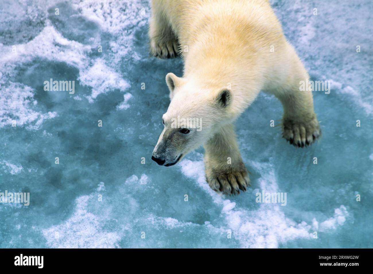 Close up at a Polar bear standing on the ice Stock Photo - Alamy