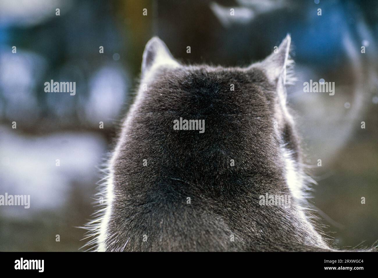 Cat seen from behind hi-res stock photography and images - Alamy