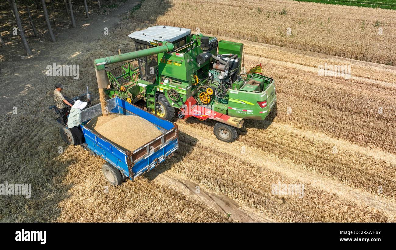The Combine harvester is unloading wheat in the field Stock Photo - Alamy