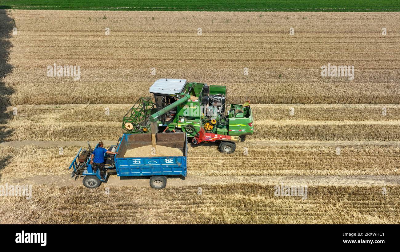 The Combine harvester is unloading wheat in the field Stock Photo - Alamy