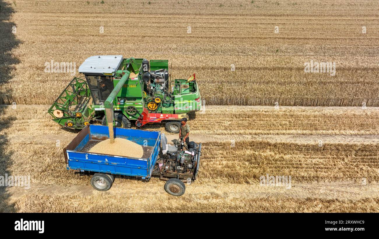 The Combine harvester is unloading wheat in the field Stock Photo - Alamy