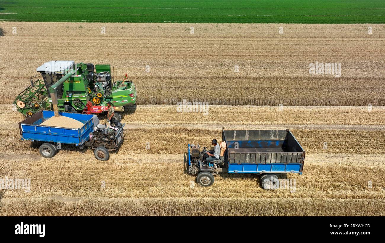 The Combine harvester is unloading wheat in the field Stock Photo - Alamy