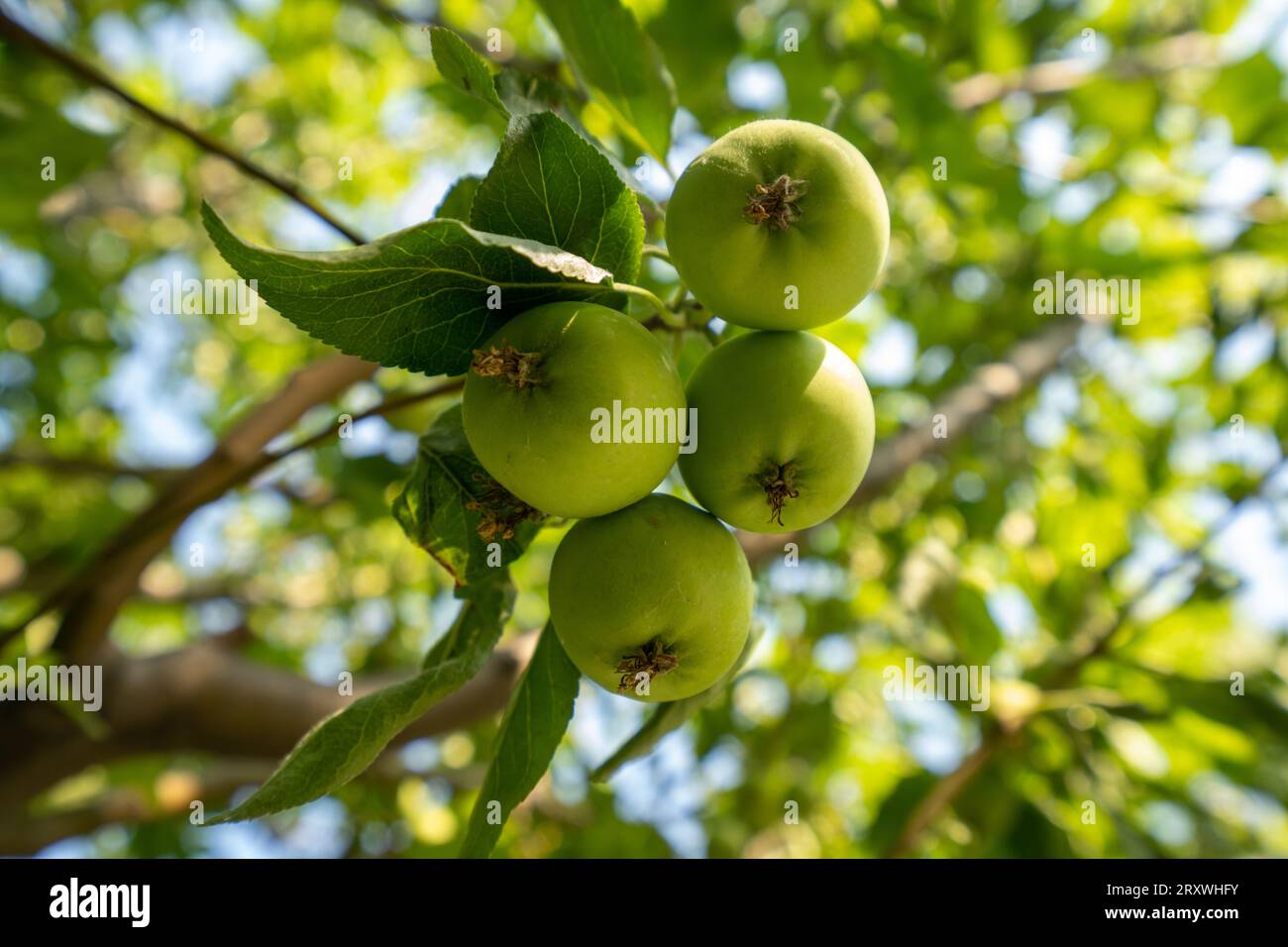 The green and astringent begonia fruits hang all over the branches, in ...