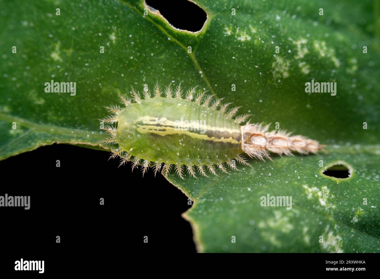 Hispidae hi-res stock photography and images - Alamy