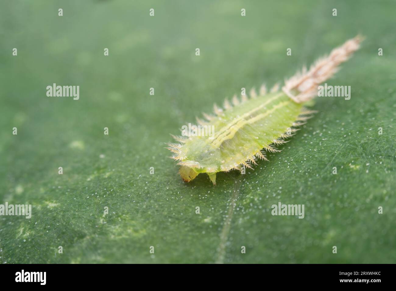 Hispidae larva inhabit the leaves of wild plants Stock Photo - Alamy