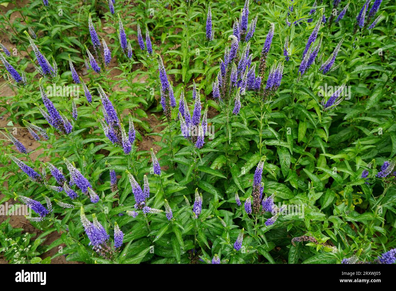 Veronica Polita Plant