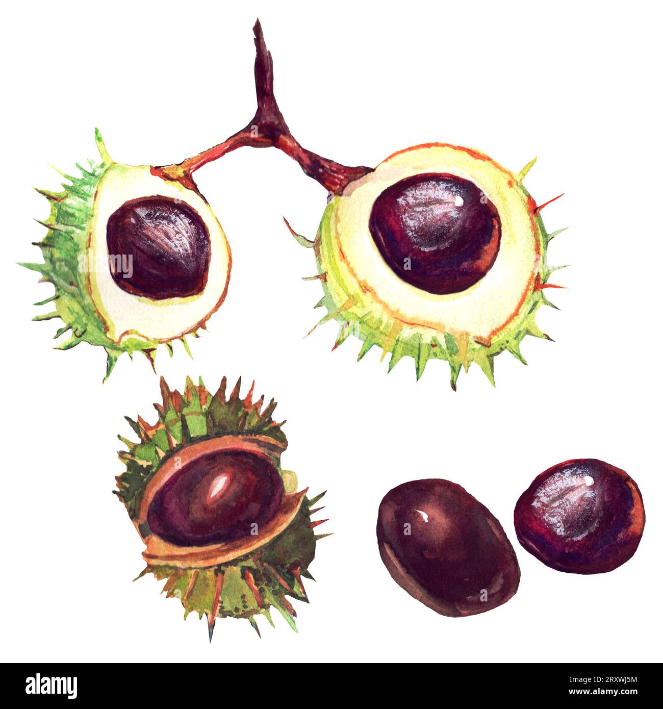 Chinese horse chestnut hi-res stock photography and images - Alamy