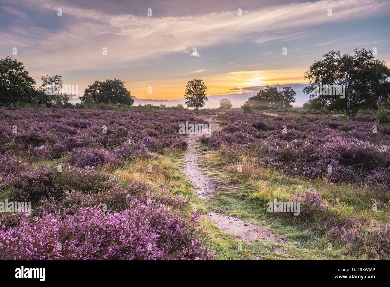 Blooming heather field in netherlands hi-res stock photography and ...