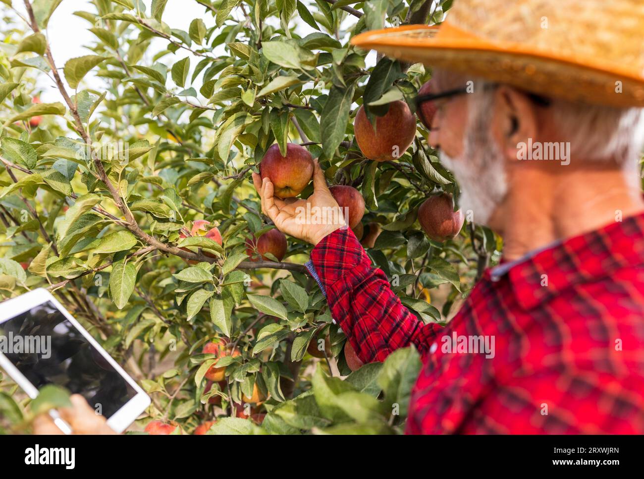 Senior man farmer checking red apple fruit quality before harvest in ...