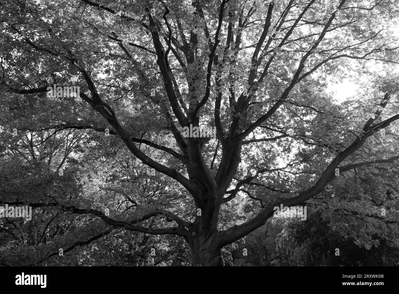 Baum in Tiergarten von Berlin *** Tree in Tiergarten of Berlin Stock ...