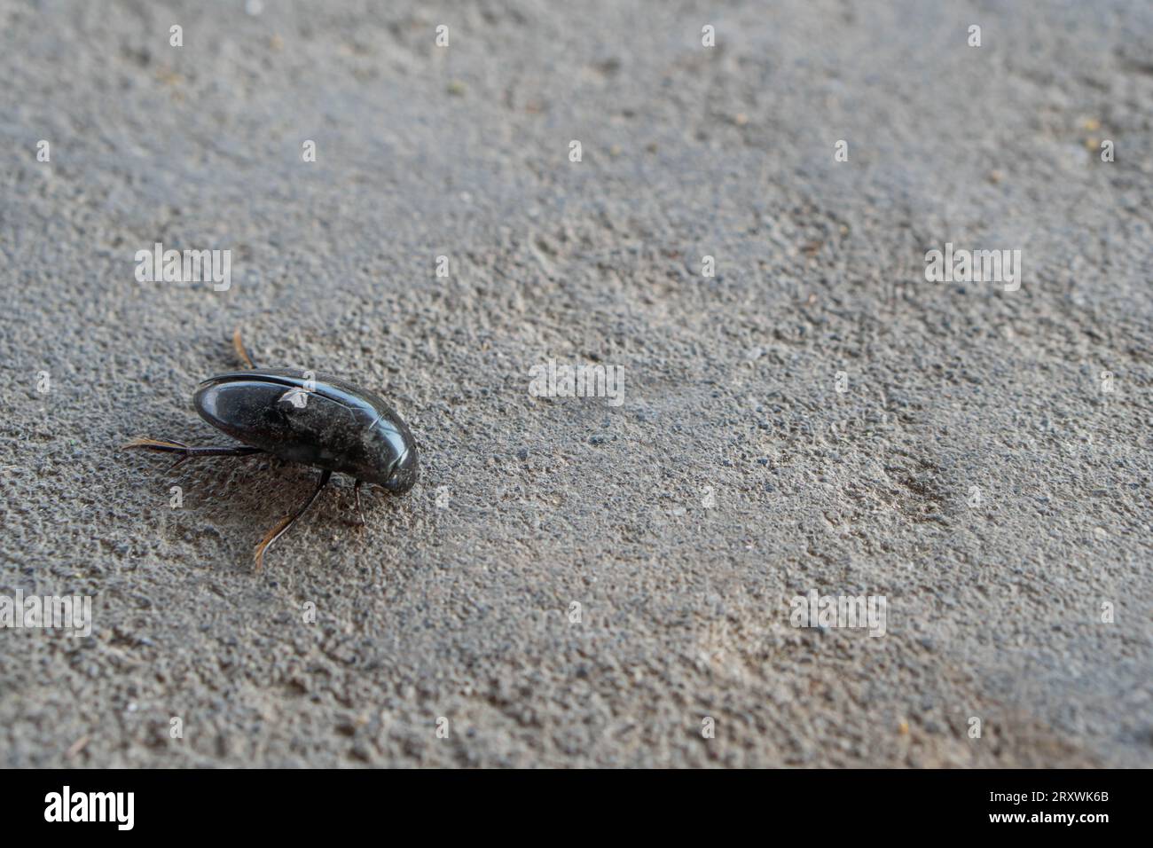 Hydrophilidae, Hydrophilus water beetle insects, portrait of water ...