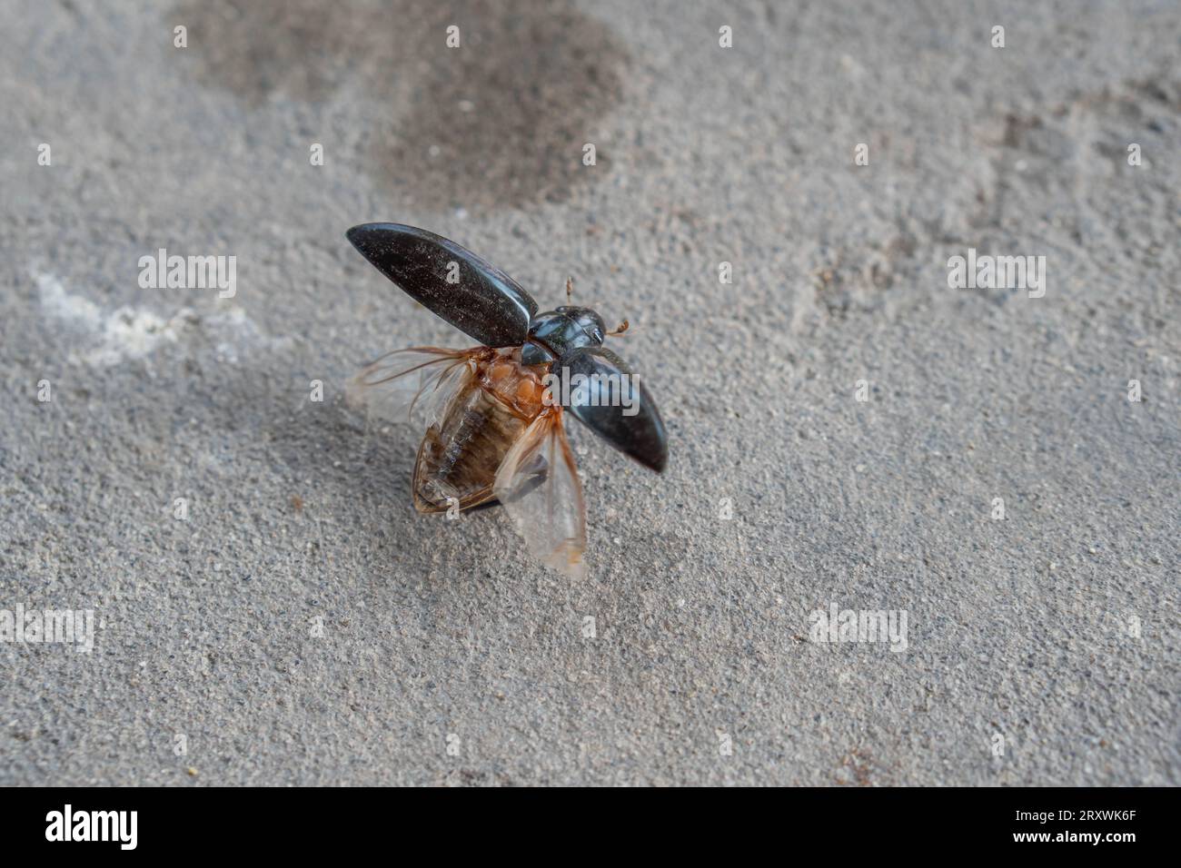 Hydrophilidae, Hydrophilus water beetle insects, portrait of water ...