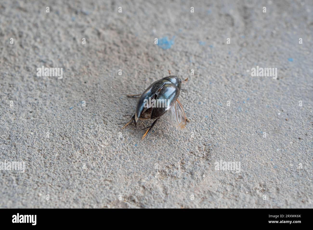 Water beetle hi-res stock photography and images - Alamy
