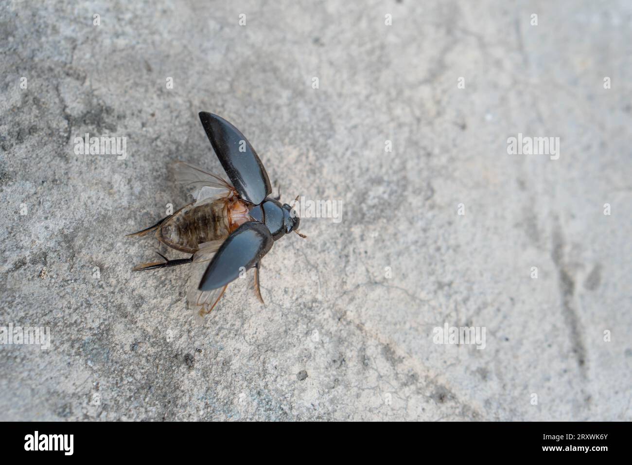 Hydrophilidae, Hydrophilus water beetle insects, portrait of water ...
