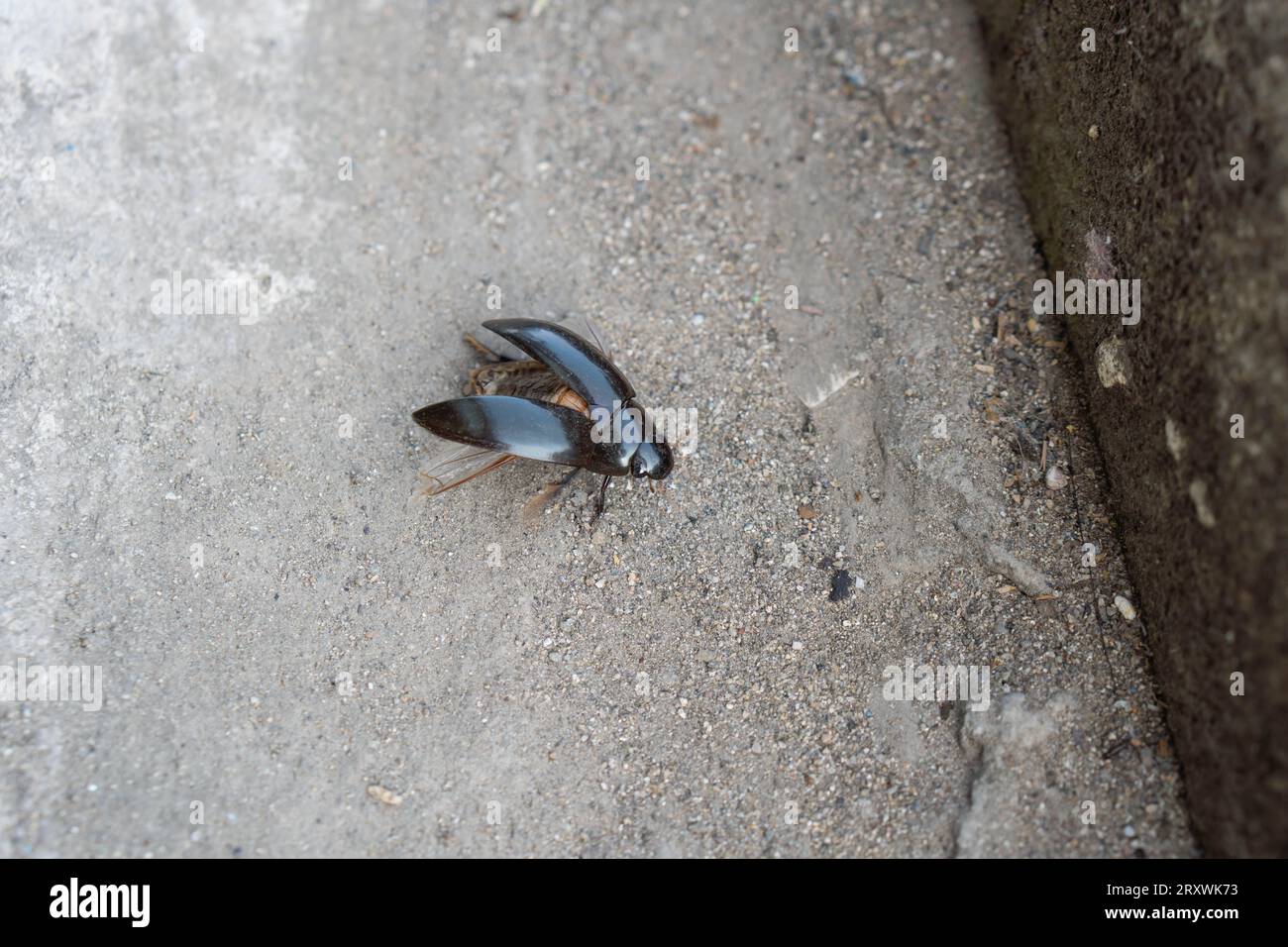 Portrait cockroach indonesia hi-res stock photography and images - Alamy