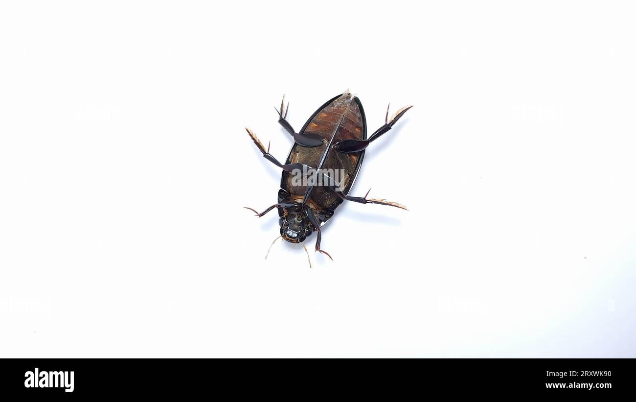 Hydrophilidae, Hydrophilus water beetle insect with upside down body on ...