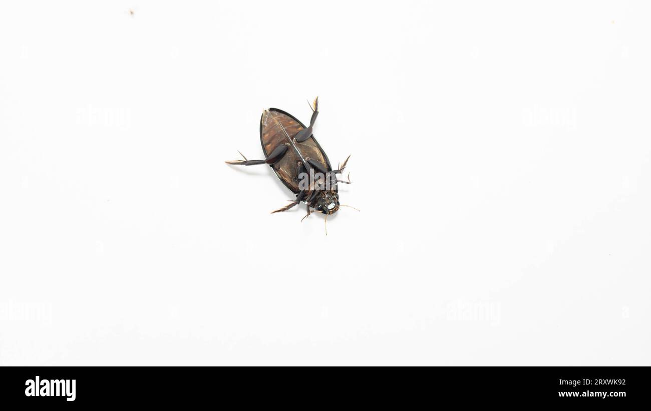Hydrophilidae, Hydrophilus water beetle insect with upside down body on ...