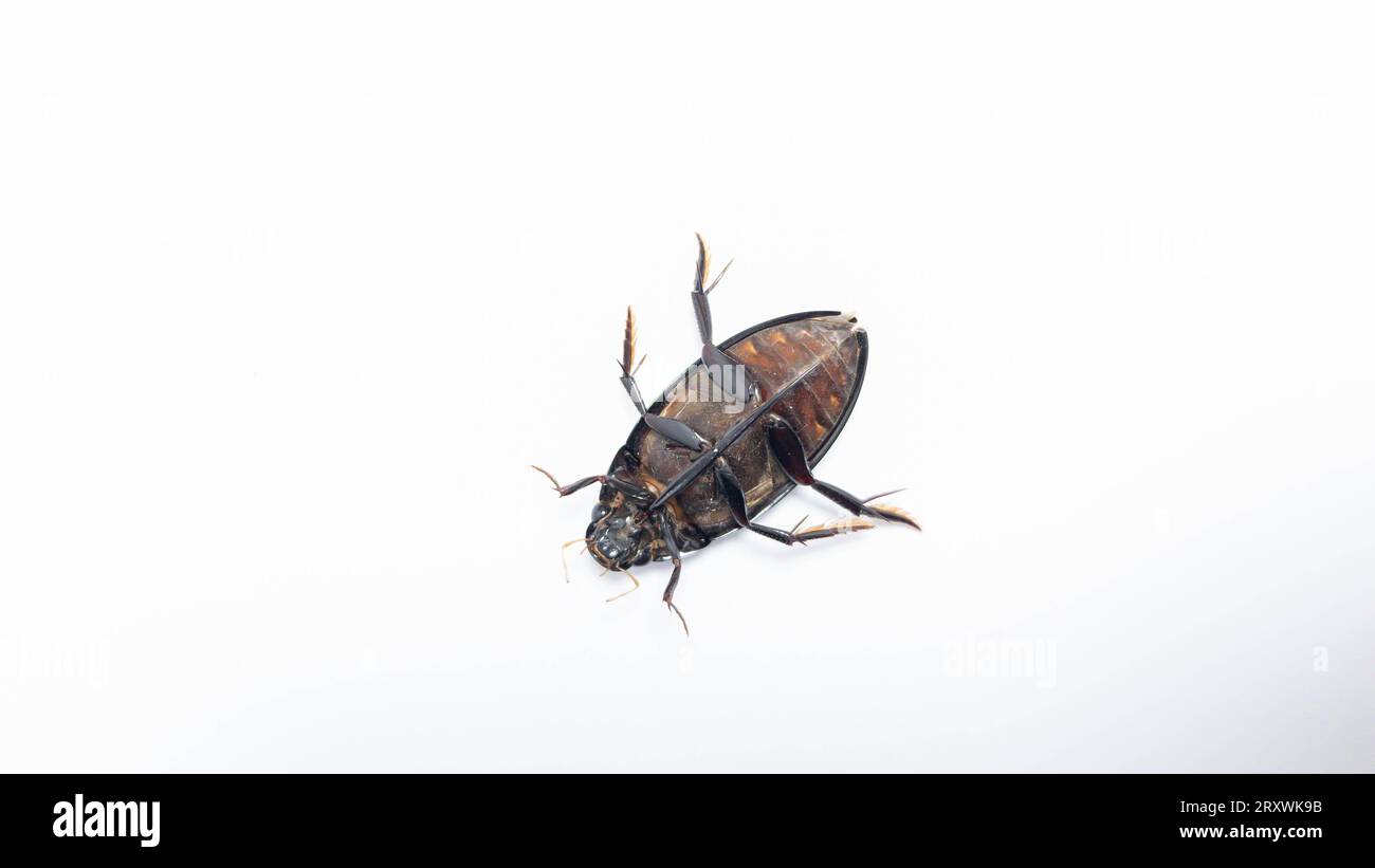 Beetles of indonesia hi-res stock photography and images - Alamy