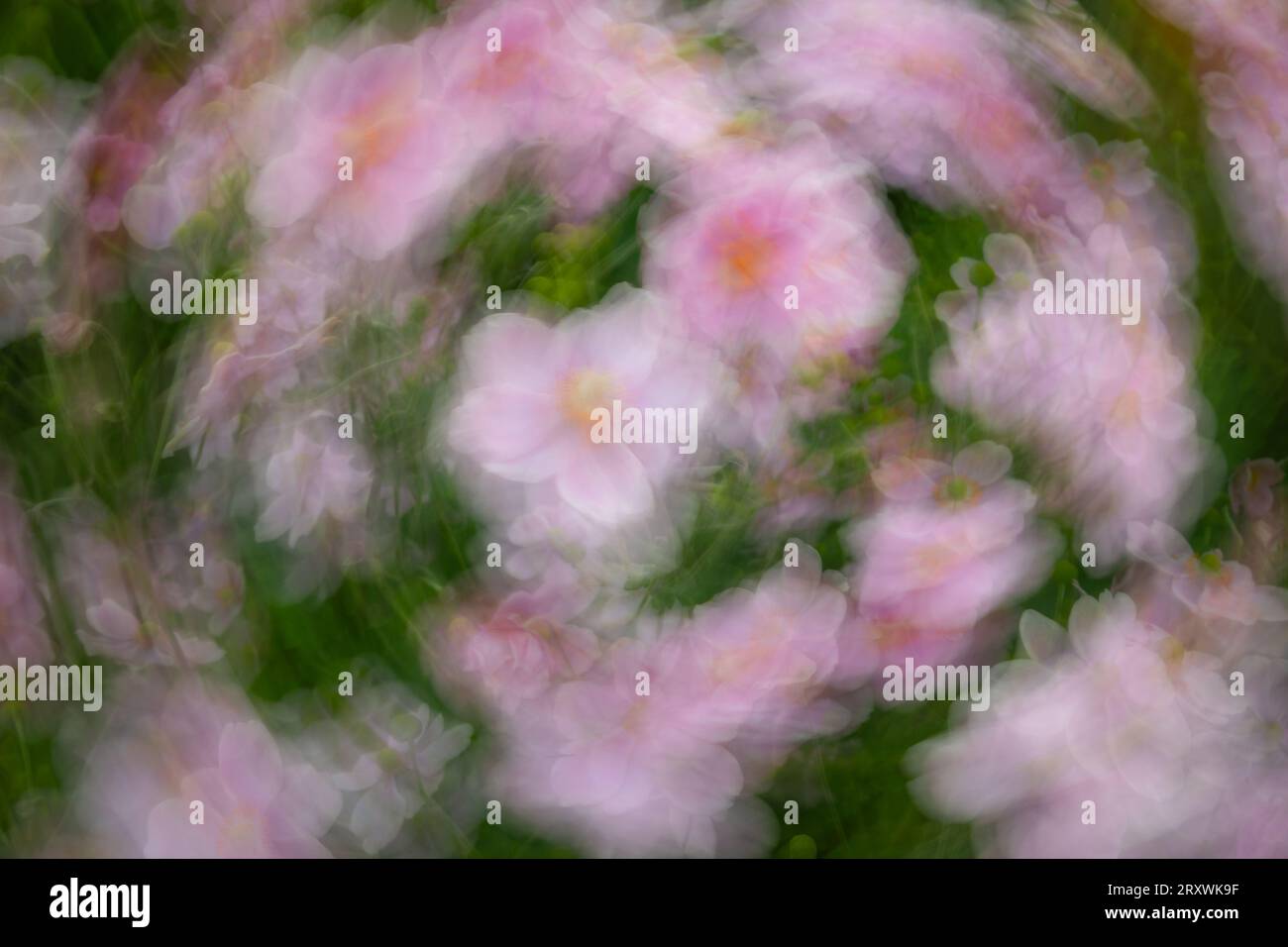 Japanese flowers spinning Stock Photo - Alamy