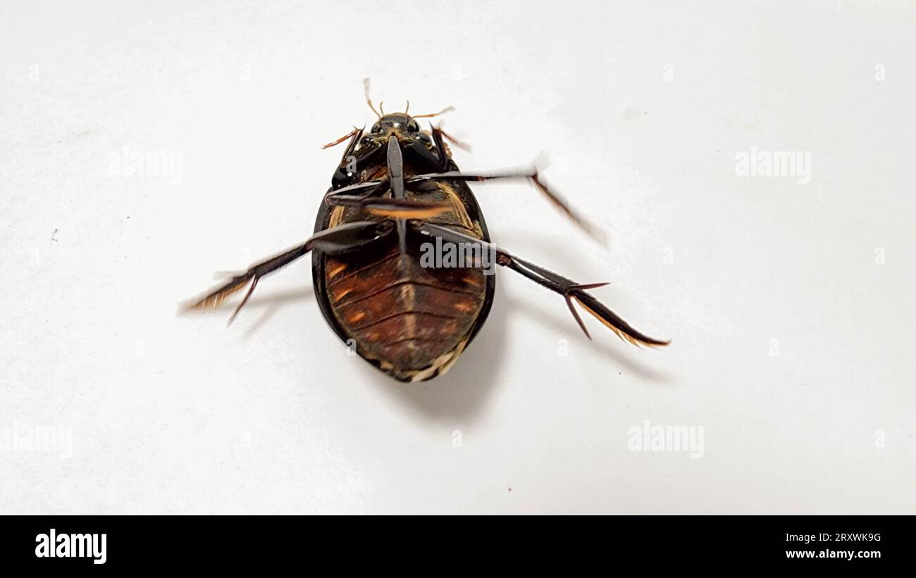 Hydrophilidae, Hydrophilus water beetle insect with upside down body on ...