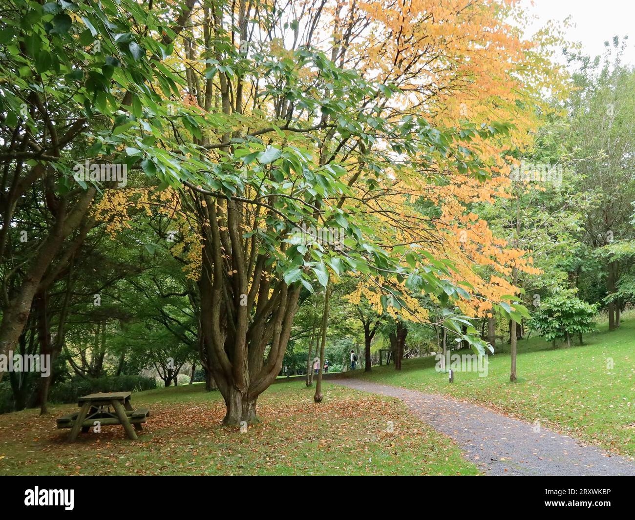 Durham, UK - 27 September 2023 : University botanical gardens. Wet ...