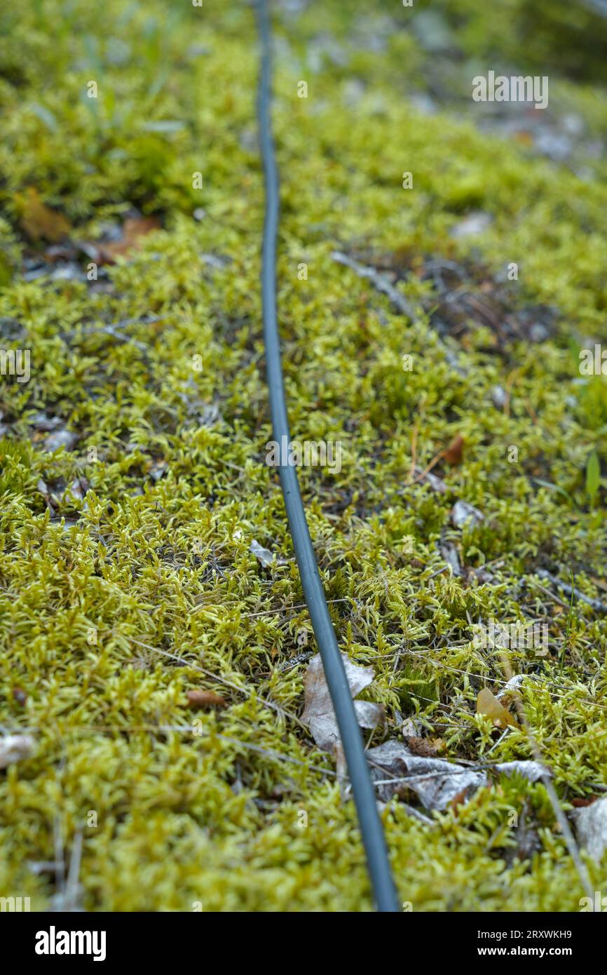 Black electric cable on mossy ground in forest Stock Photo - Alamy