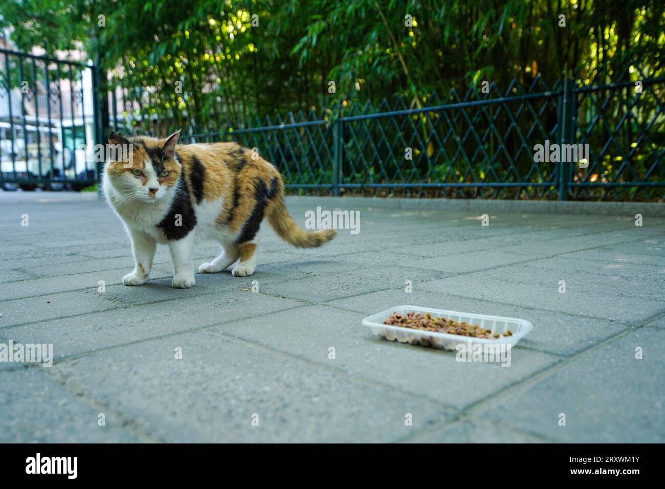 Staring at food hi-res stock photography and images - Alamy