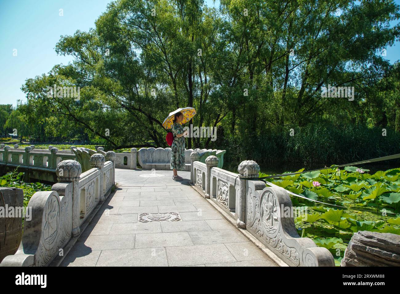 Beijing City, China - June 22, 2023: Ladies in Purple Bamboo Park ...