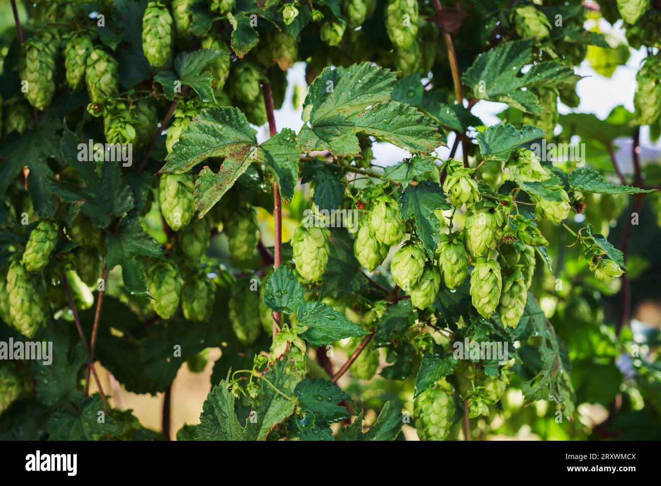 Wild hop vines, branches with a harvest of mature cones, close-up idea ...